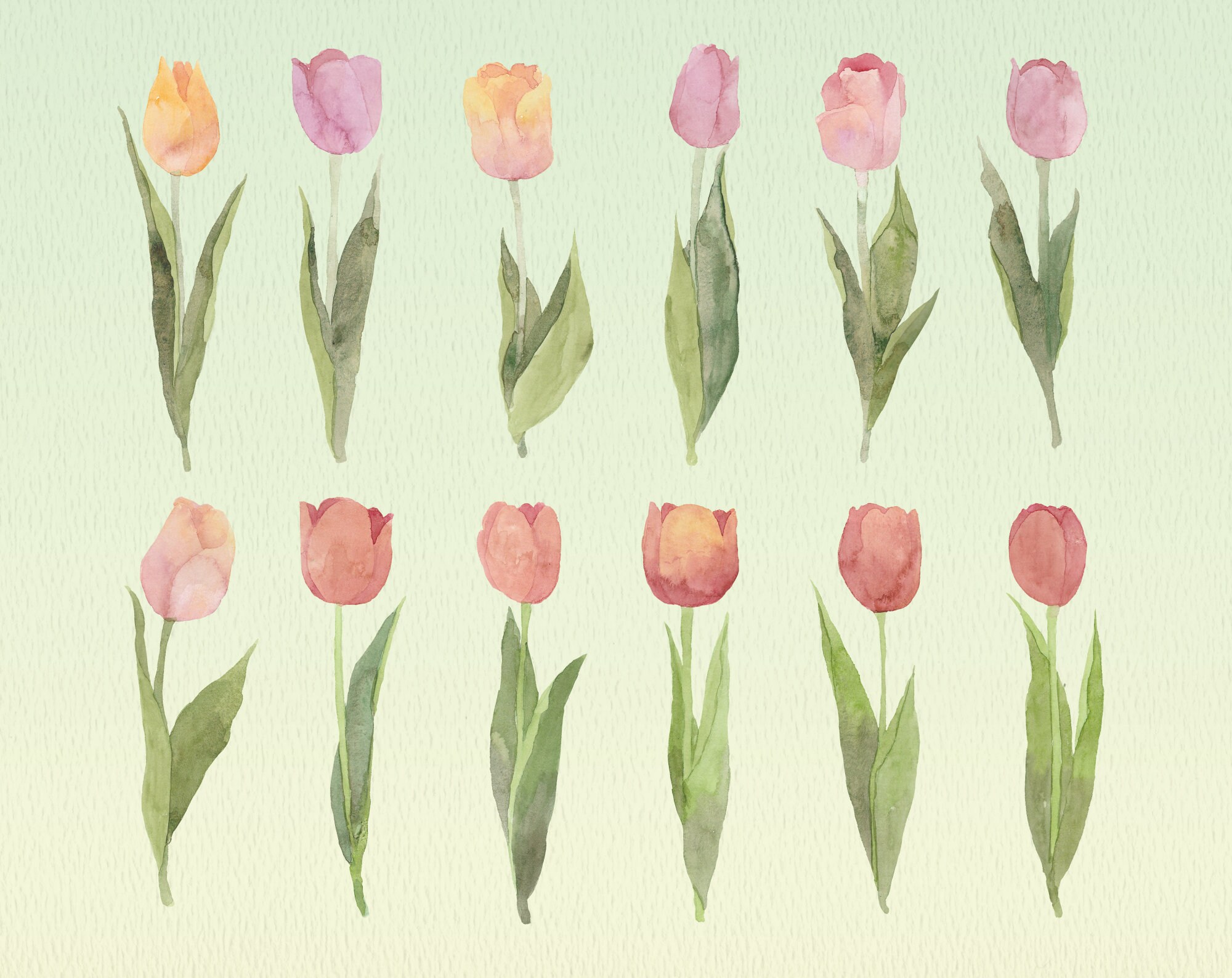 Spring Tulips Watercolor Clipart Floral PNG Mother's Day - Etsy