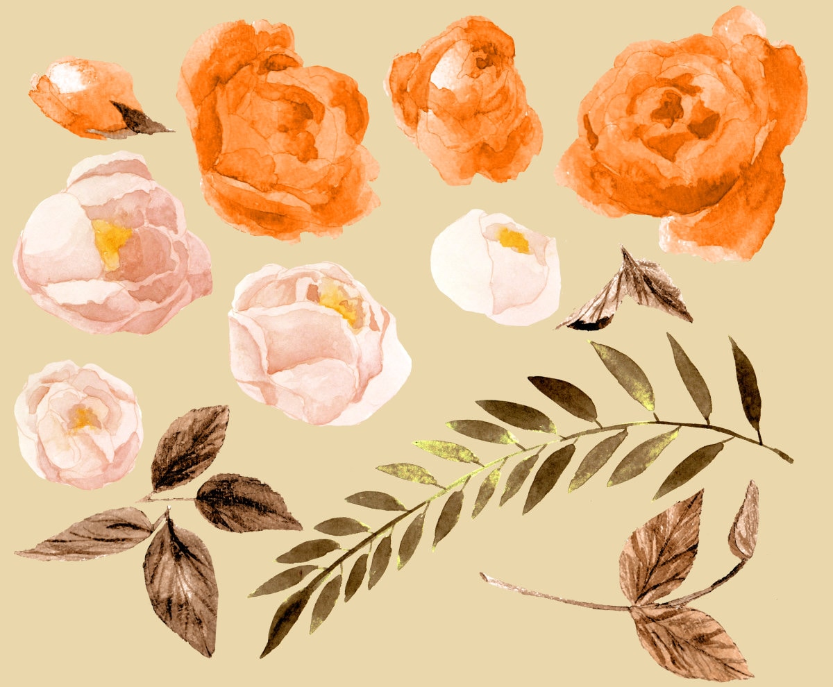Watercolor Clipart Rust Peach PNG Digital Roses Floral - Etsy
