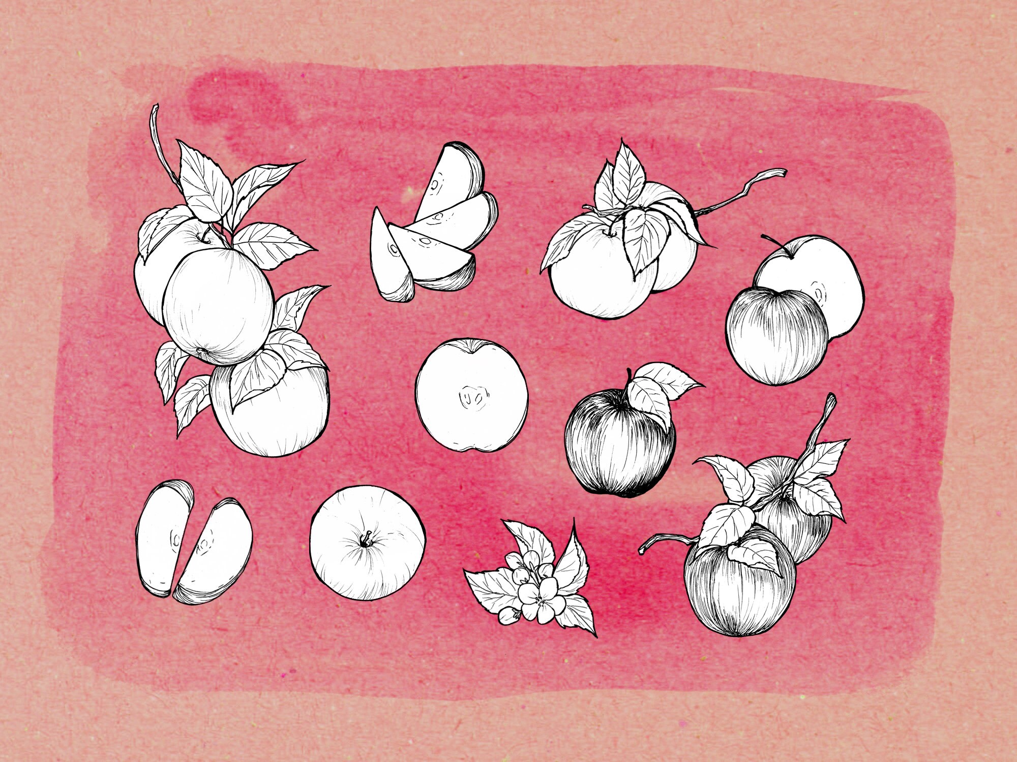 Apple Branches Outline, Apple Slice Botanical Illustration, Upscale ...