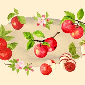 Red Apple Branch Watercolor Botanical Clipart, Transparent PNG, Fruit ...