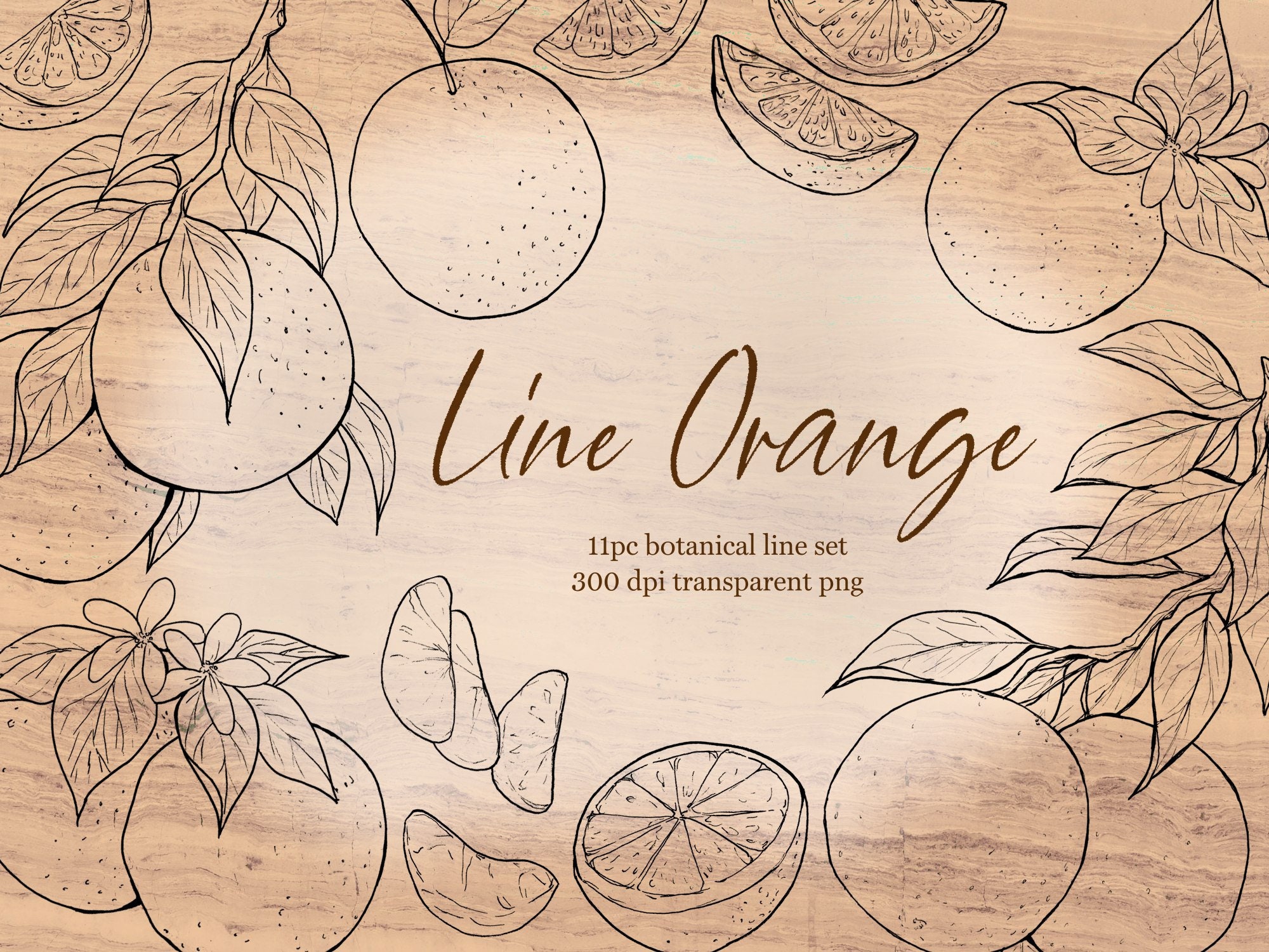 Orange Botanical Line Drawing, Citrus Fruit PNG Illustration - Etsy