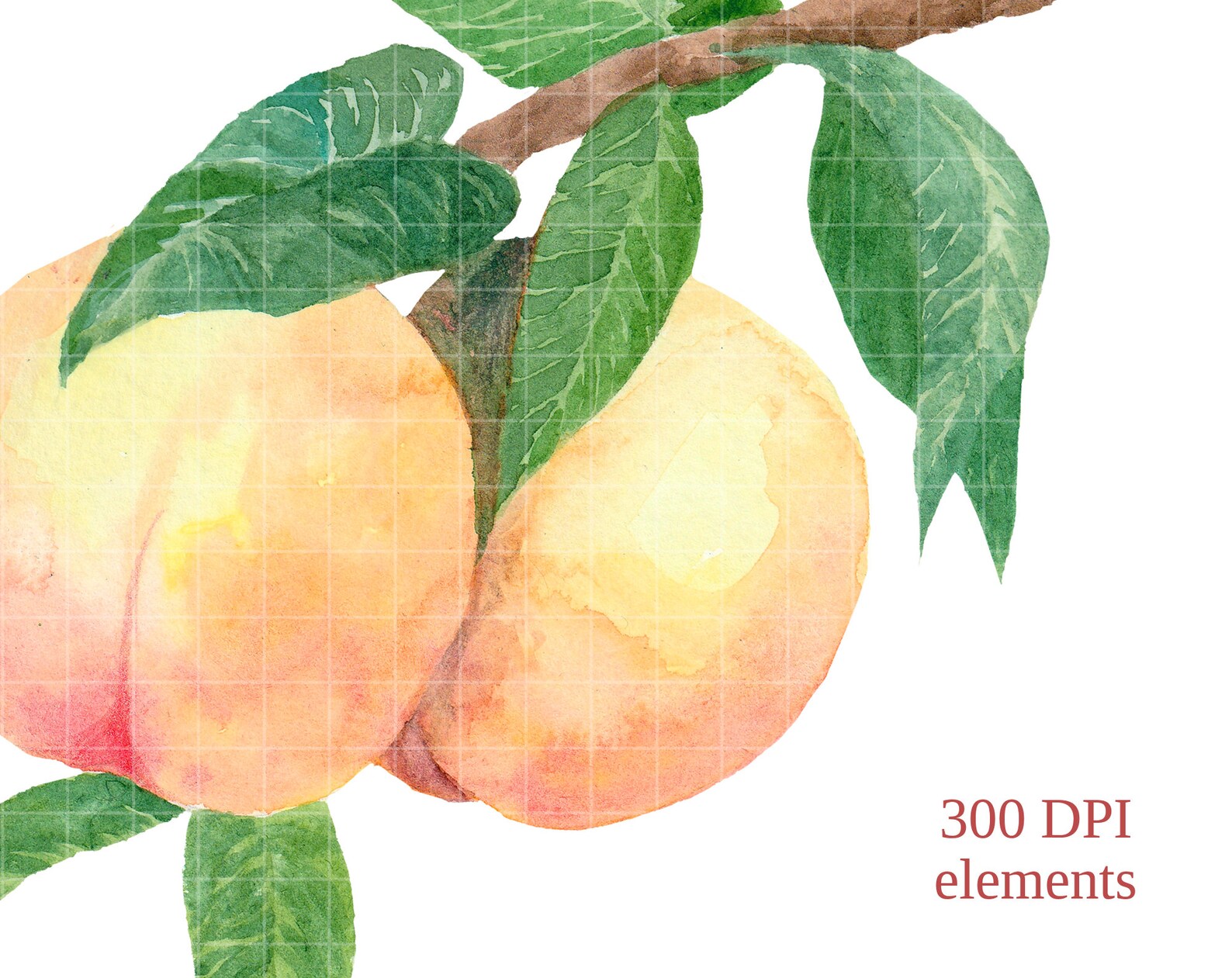 Peaches Watercolor Clipart, Botanical Illustration, Fruit Food Art ...