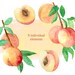 Peaches Watercolor Clipart, Botanical Illustration, Fruit Food Art ...