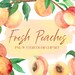 Peaches Watercolor Clipart, Botanical Illustration, Fruit Food Art ...