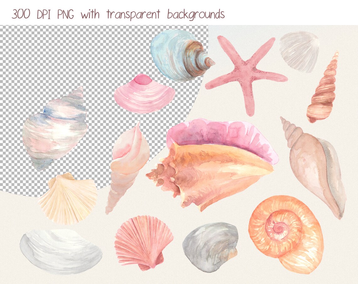 Pastel Seashell Watercolor Clipart Summer Beach Sea Shells | Etsy UK