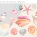 Pastel Seashell Watercolor Clipart, Summer Beach Sea Shells Png ...