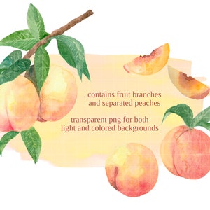 Peaches Watercolor Clipart, Botanical Illustration, Fruit Food Art ...