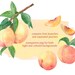 Peaches Watercolor Clipart, Botanical Illustration, Fruit Food Art ...