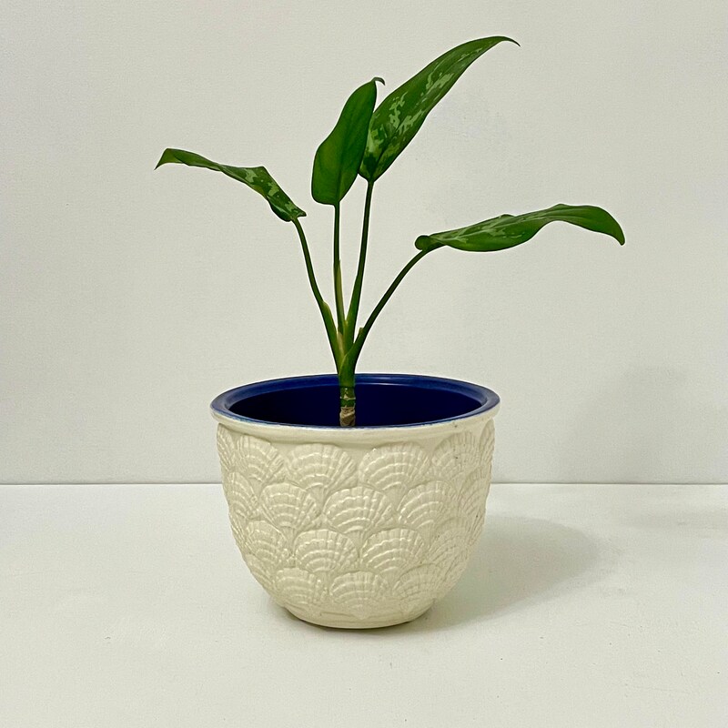 Shell Planters - Etsy