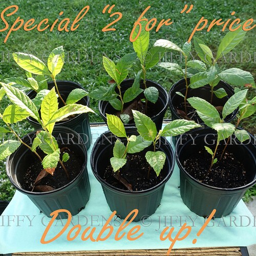 Loquat Tree eriobotrya Japonica - Etsy