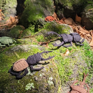 Amigurumi Beetle - Crochet Pattern Combo Pack - Etsy