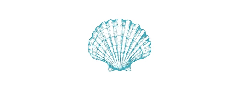 Scallop Shell Vector Illustration: Coastal Clipart (PNG, EPS, AI ...