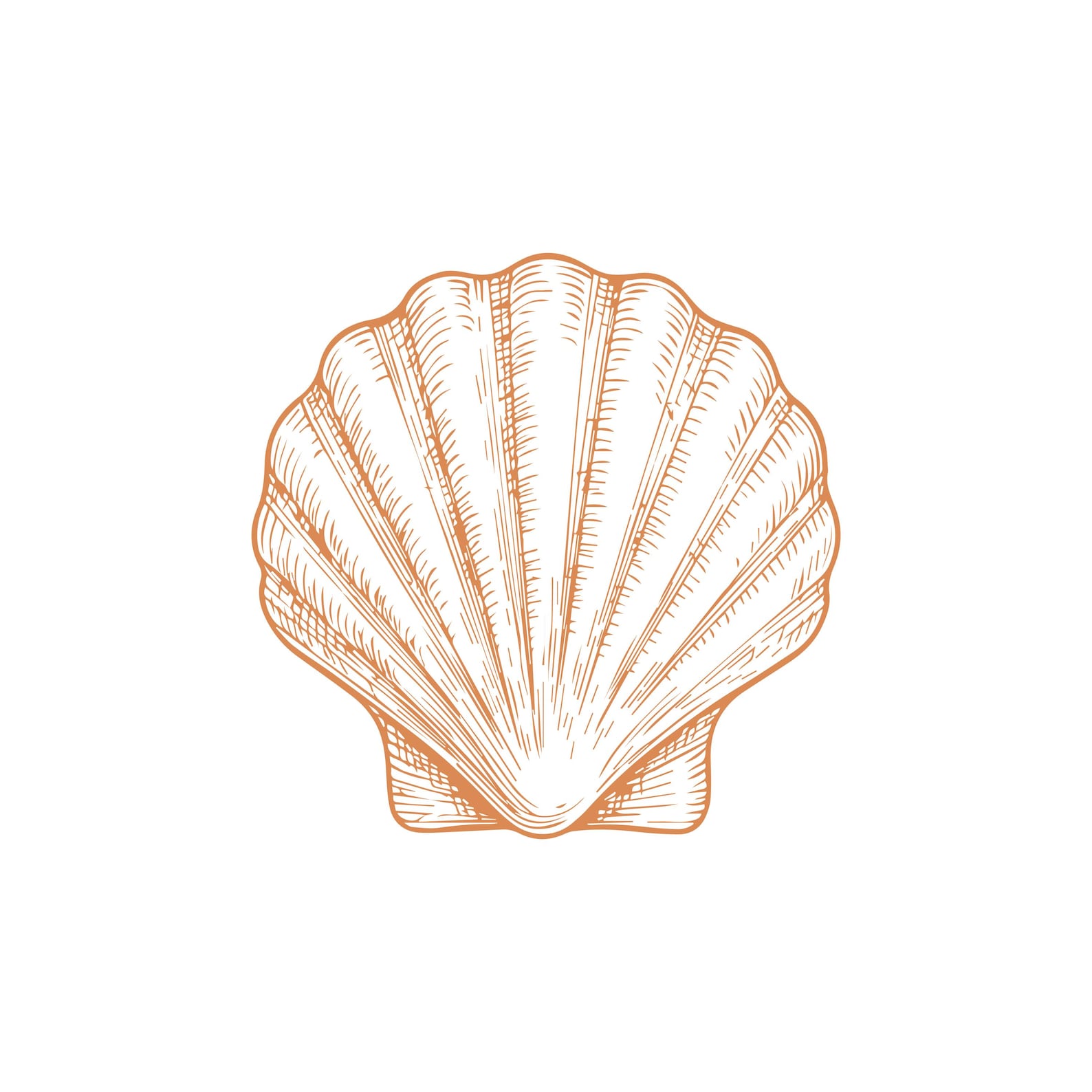 Seashell Vector Illustration: Coastal Clipart (PNG, EPS, AI Digital ...