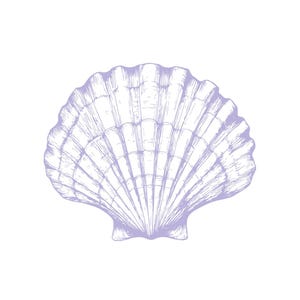 Scallop Shell Vector Illustration: Coastal Clipart (PNG, EPS, AI ...