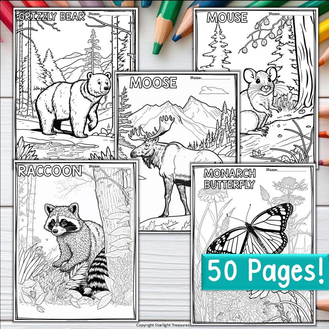 Woodland Animals Research Posters, Coloring Pages - Animal Research ...