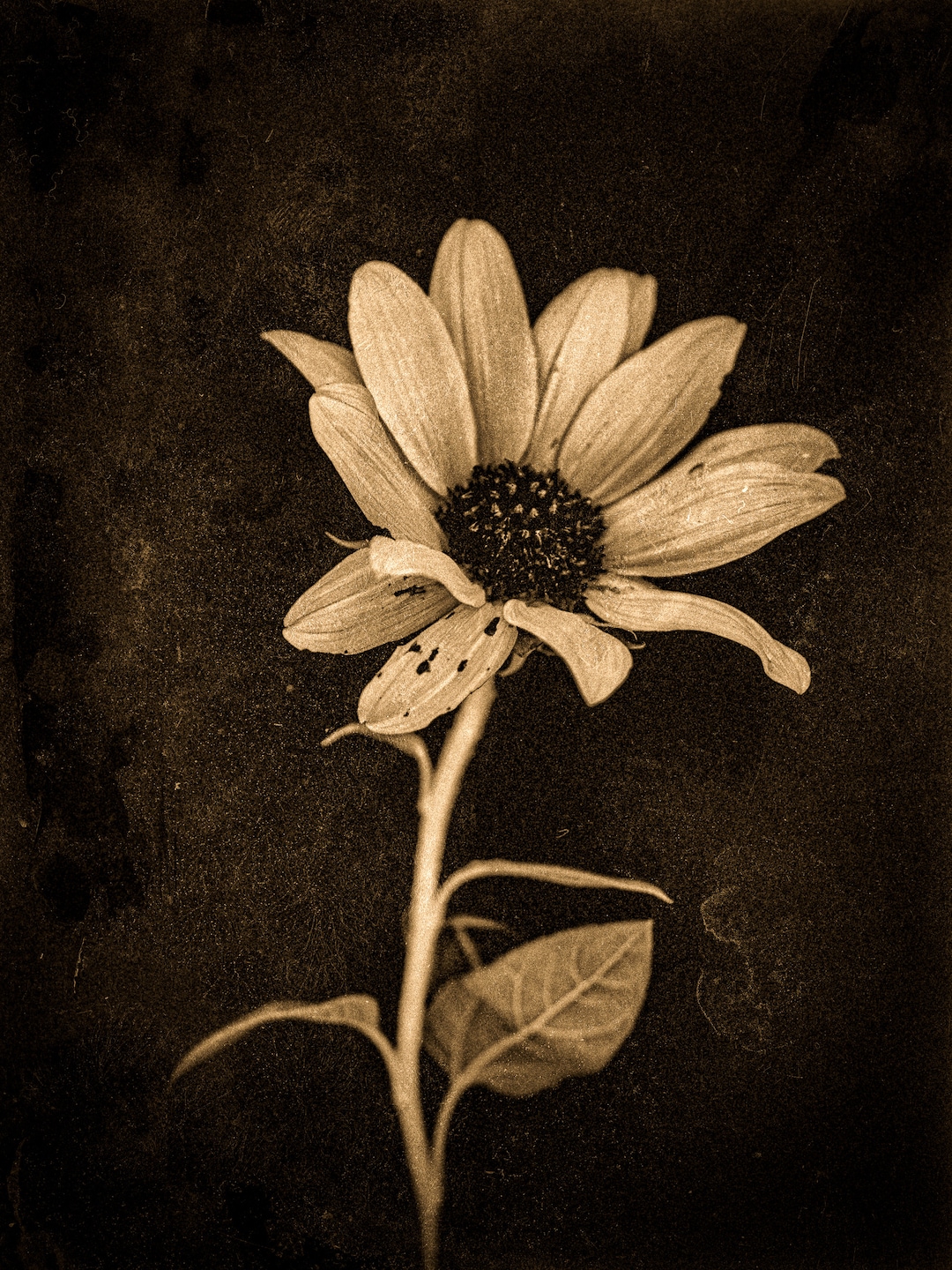Antique Sunflower Photo Print, Nature Photo, Floral Sepia Photo Print ...
