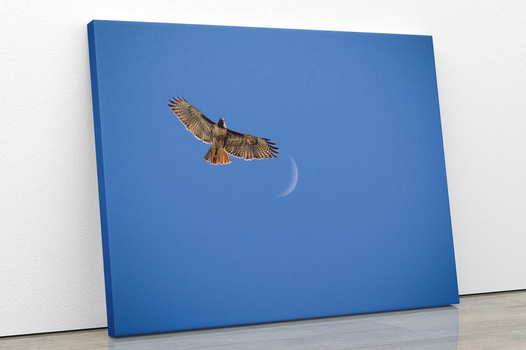 Hawk and Crescent Moon Photography Print: Sonoma County Wildlife Art - Etsy