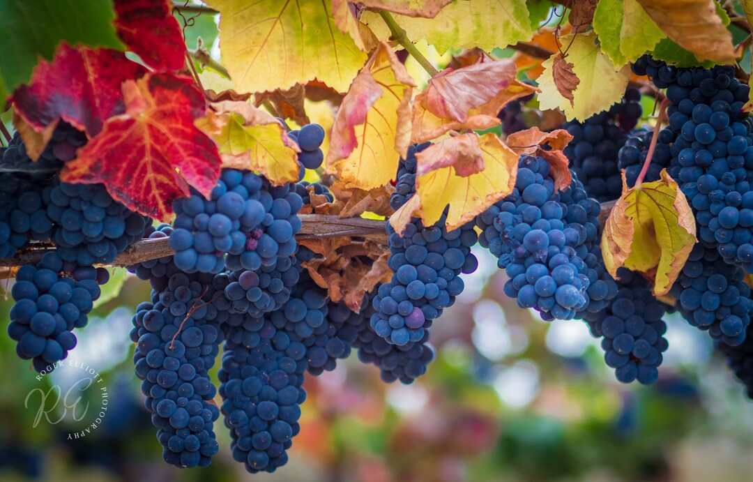 Botanical Grape Vine Poster: Vintage Illustration Print for Kitchen ...