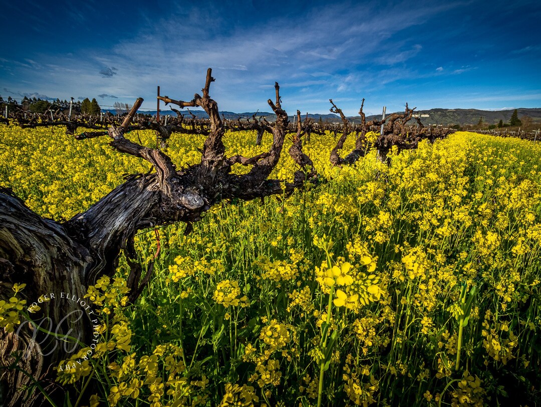 Alte Reben Senf Raps Fotodruck, Landschafts Foto, Natur Foto, Foto ...