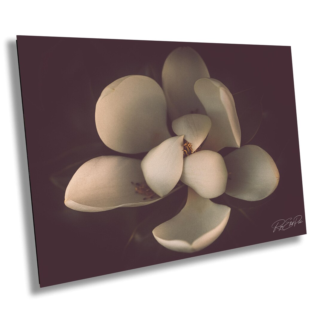 Magnolia Print, Southern Floral Photography, Vintage Botanical Wall Art ...