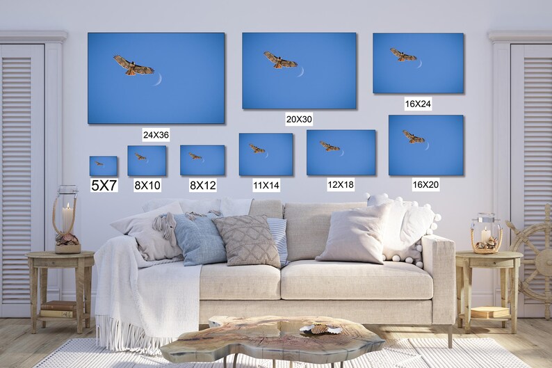 Hawk and Crescent Moon Photography Print: Sonoma County Wildlife Art - Etsy