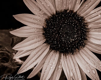 Sepia Flower Photo - Etsy