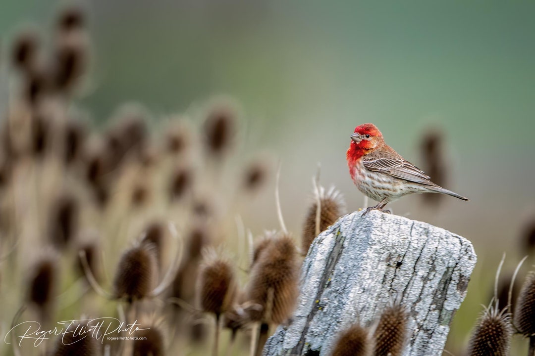 Bird on Rustic Post Art Print, Wildlife Photo, Nature Photo Print ...