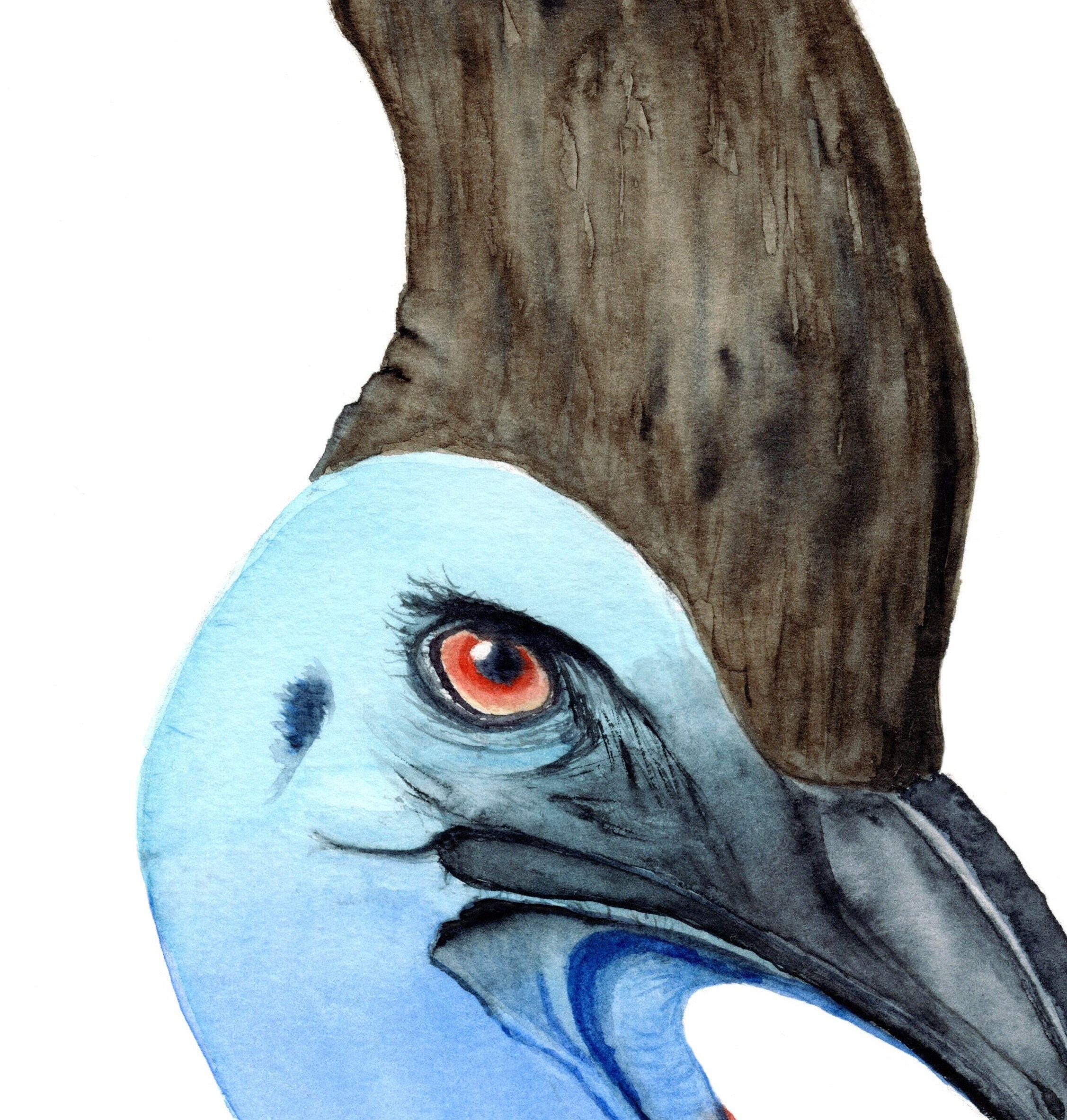 Cassowary Art Print, Australian Exotic Bird Wall Art, Watercolor Art ...
