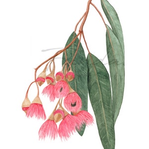 Set of 3 Watercolour Australian Native Flower Prints, Watercolour ...