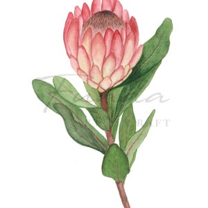 Set of 3 Watercolour Australian Native Flower Prints, Watercolour ...