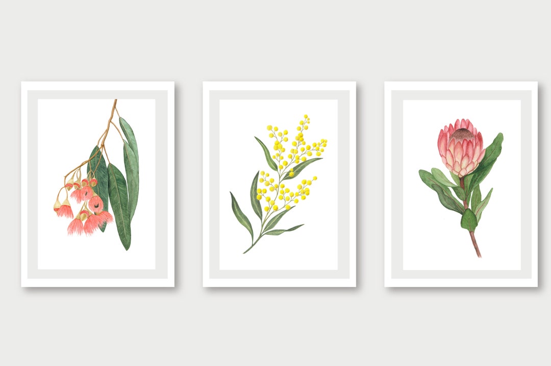Set of 3 Watercolour Australian Native Flower Prints, Watercolour ...