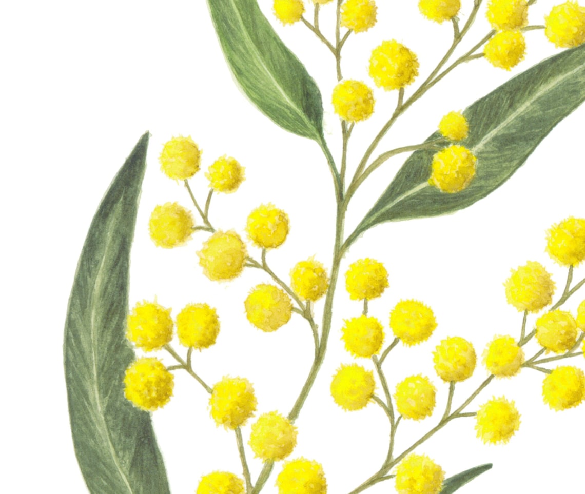 Watercolor Golden Wattle Fine Art Print Watercolour Mimosa | Etsy