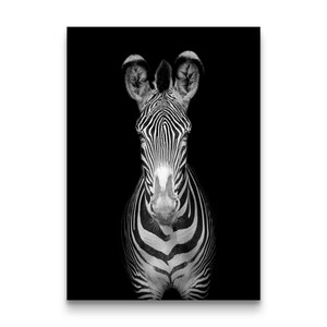 Set of Three Black and White Animal Portraits - Lion, Leopard, Zebra ...
