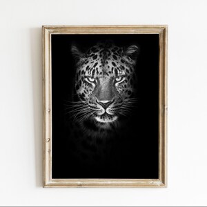 Set of Three Black and White Animal Portraits - Lion, Leopard, Zebra ...