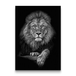 Set of Three Black and White Animal Portraits - Lion, Leopard, Zebra ...