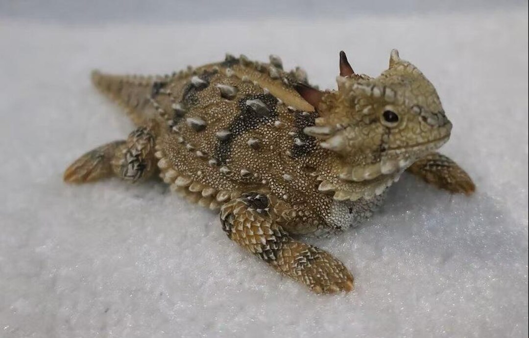 Texas Horny Toad Figurine - Etsy