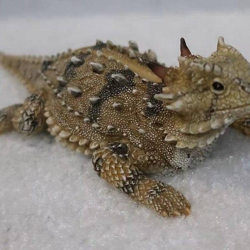 Horned Toad - Etsy