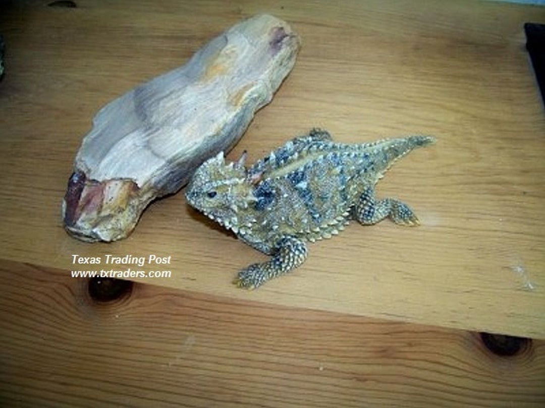 Texas Horny Toad Figurine - Etsy