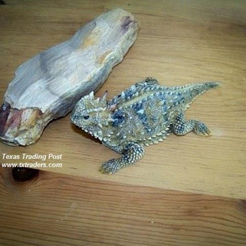 Horned Toad - Etsy