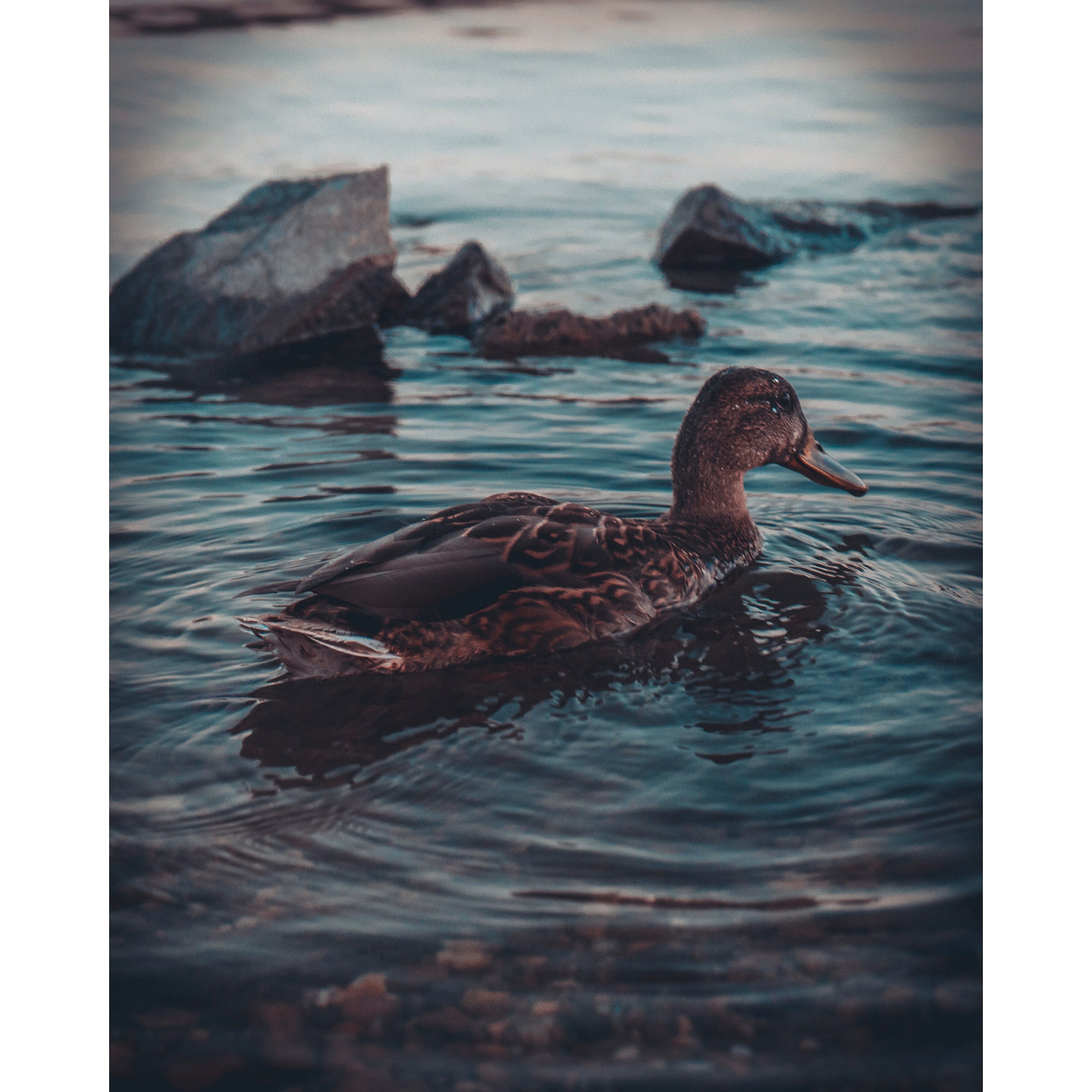 Printable, Duck Photo - Etsy