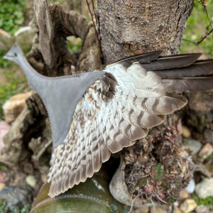 26 Large Hawk Wing,healers Wing,sacred Hawk,ritual Smudge Fan, Rutil ...