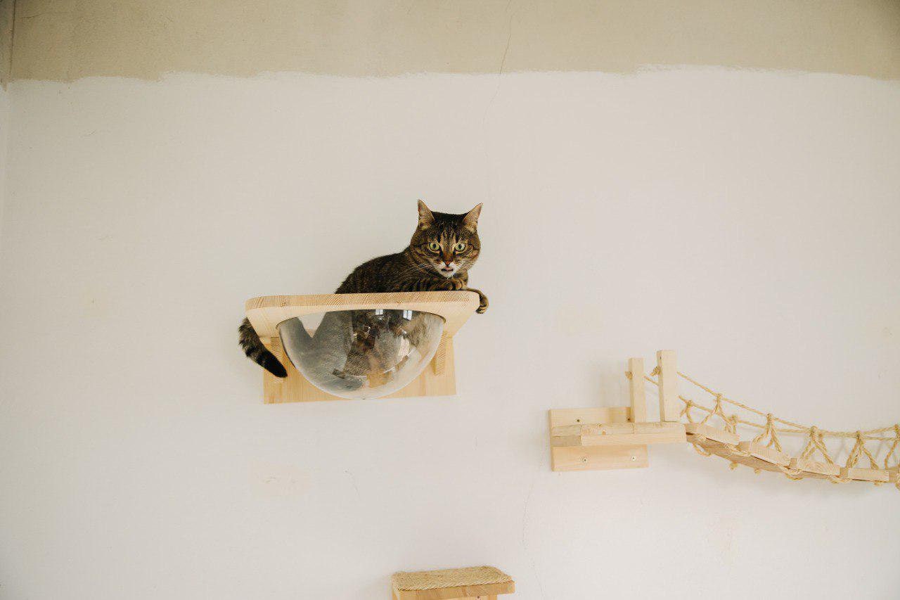 Wooden Cat Shelf, Wall Mounted Bed Made From Natural Ecological Wood ...