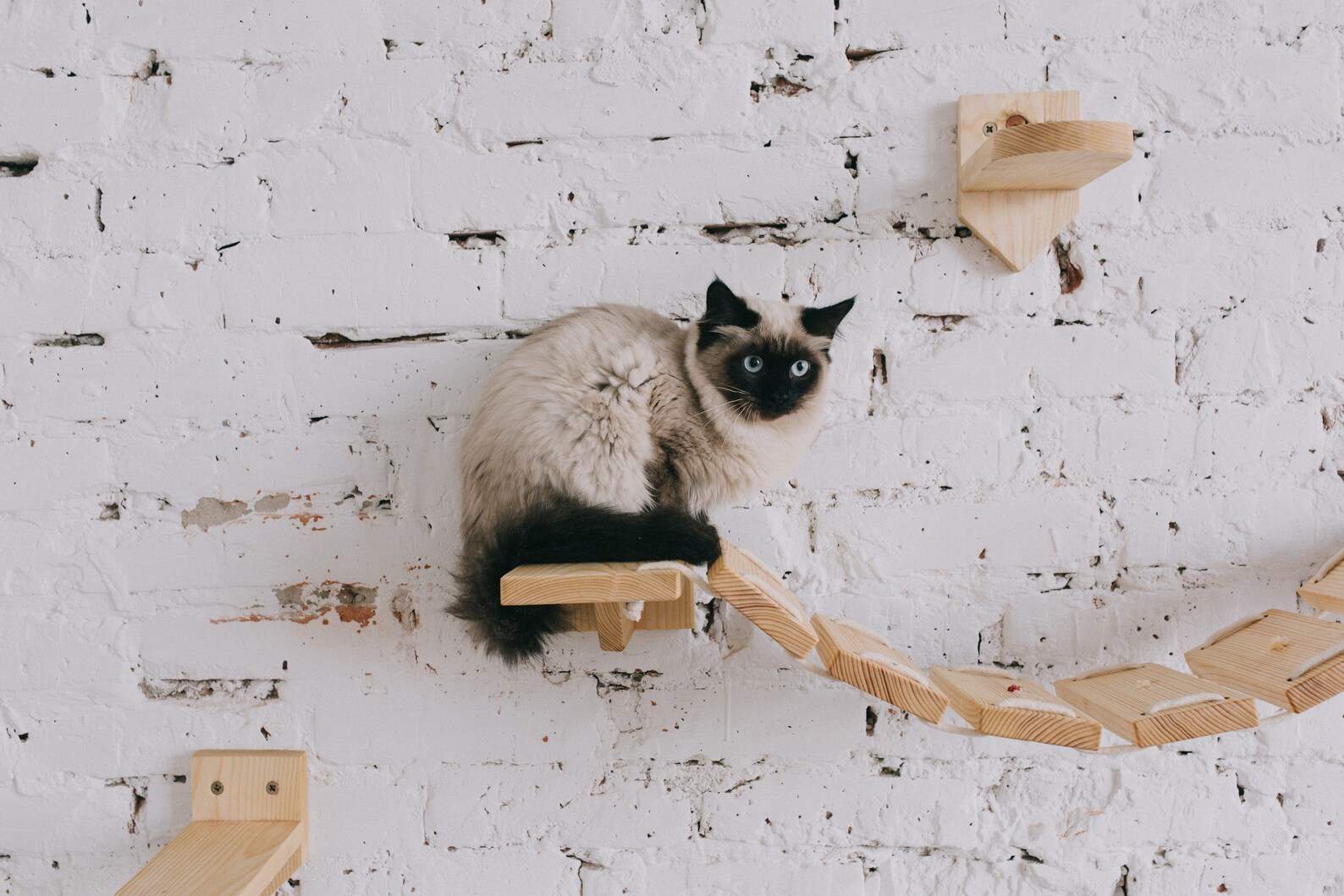 Wooden Cat Wall Mounted Bridge Made From Natural Eco-wood, Cat Play ...