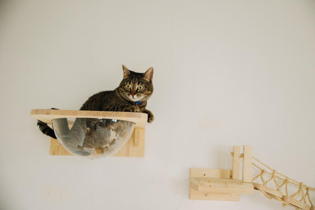 Wooden Cat Shelf, Wall Mounted Bed Made From Natural Ecological Wood ...