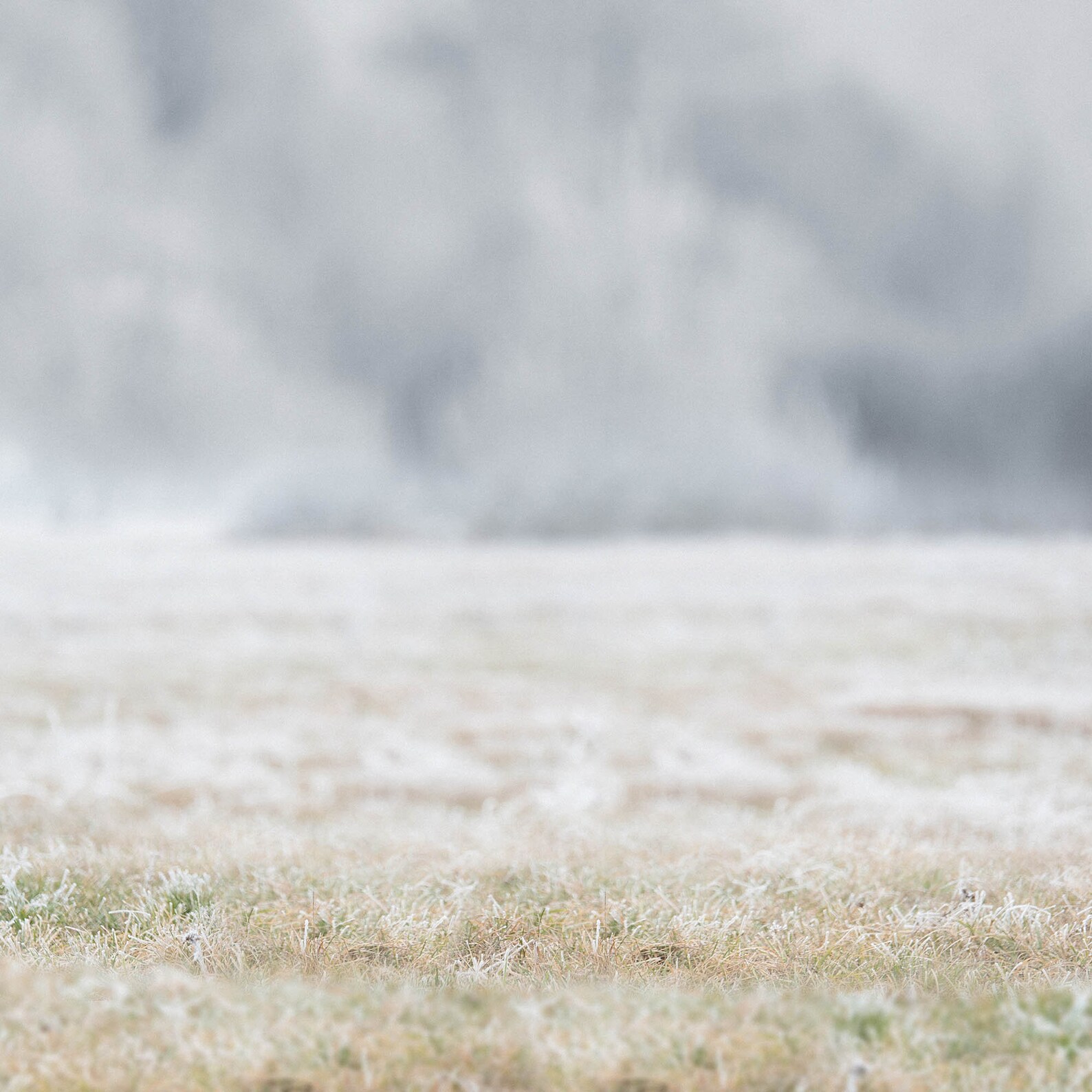 Deer Digital Background, Winter Field Backdrop, Animal, Nature, Outside ...