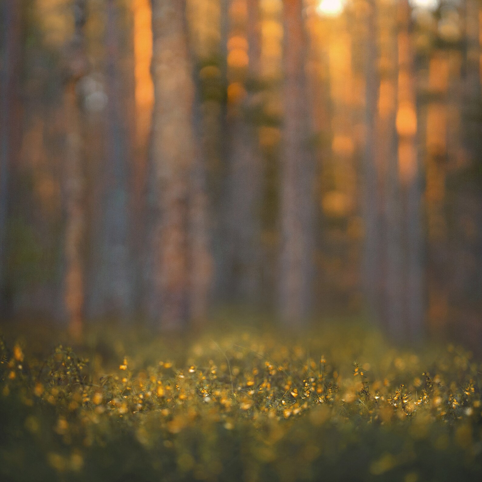Sunset Forest Digital Background, Trees Backdrop, Flowers, Evening ...