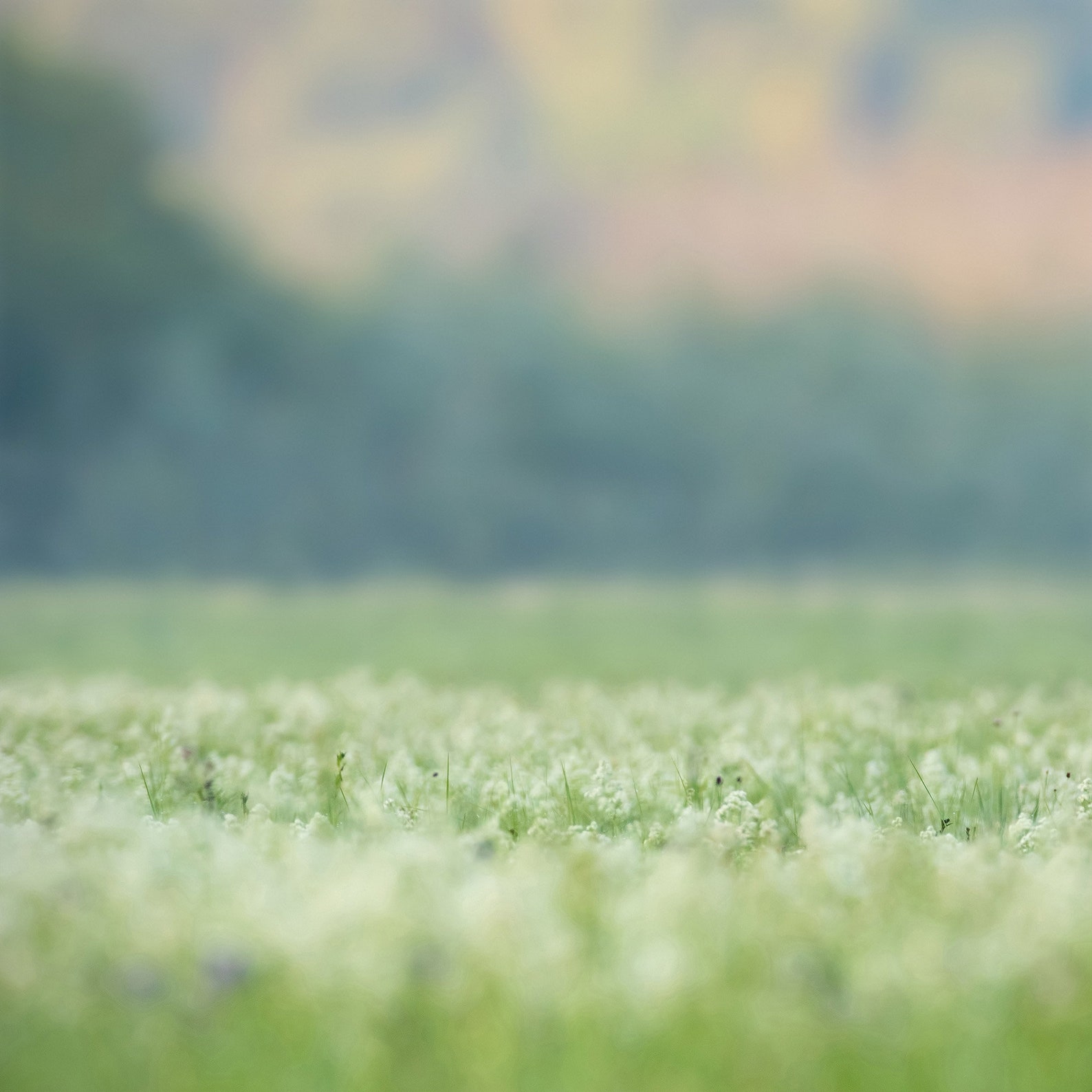 Green Field Digital Background, Flower Meadow Backdrop, Spring, White ...