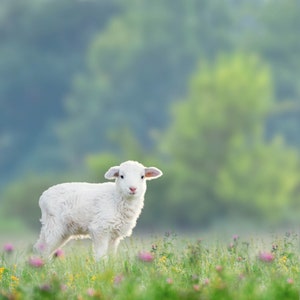 Spring Lamb Digital Background, Easter Background, Sheep, Nature ...