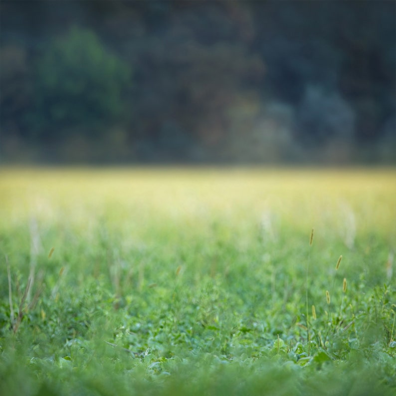 Green Grass Digital Background Field Backdrop Summer Green - Etsy