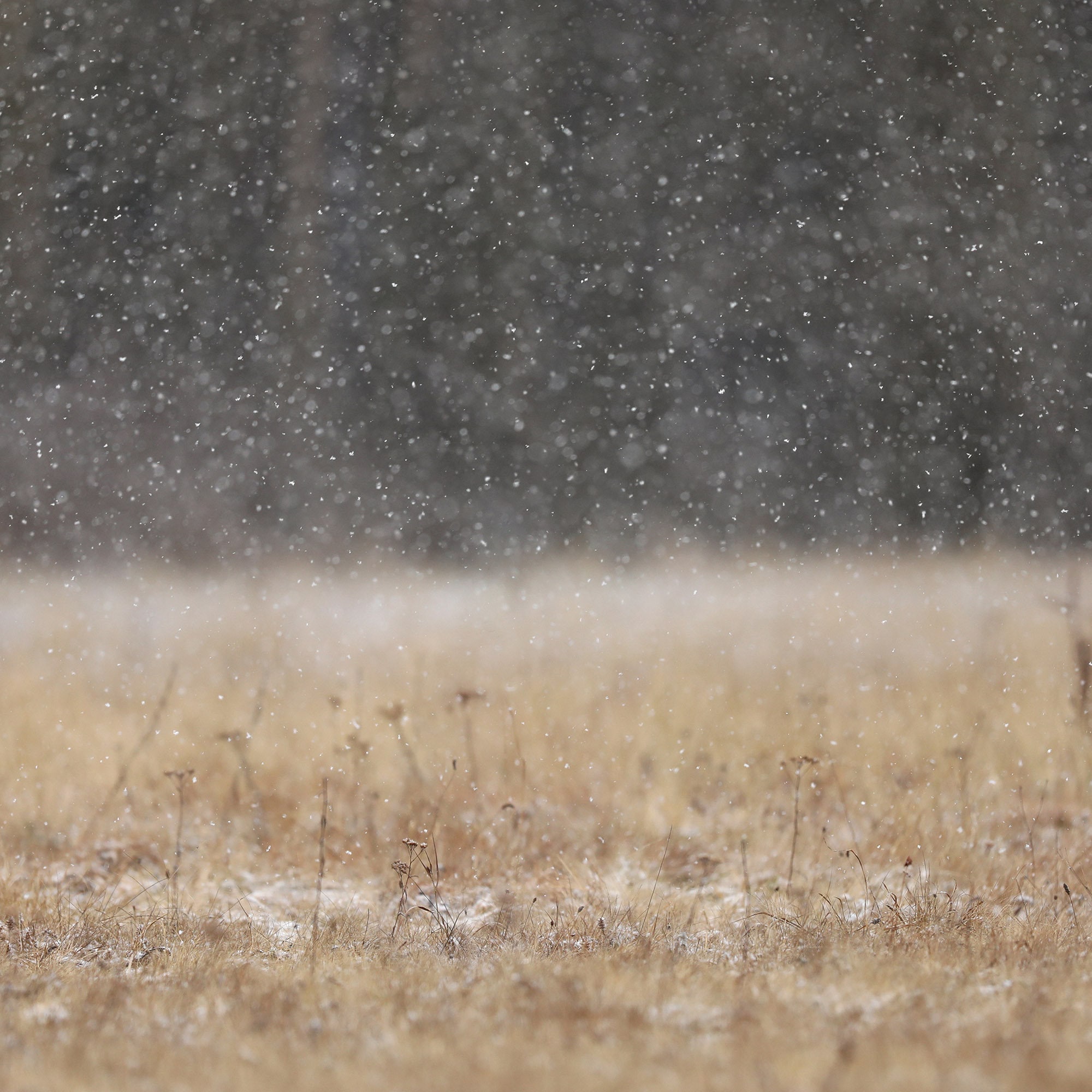 Snowfall Digital Background, Winter Field Backdrop, Snow, Nature ...